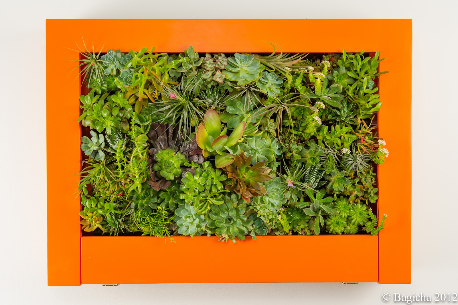 Bagicha ...Garden and Flora Design: Living Wall Art with Succulents and ...