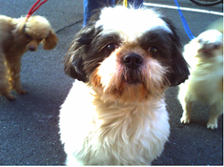 Catsparella: Necono Japanese Digital Cat Camera