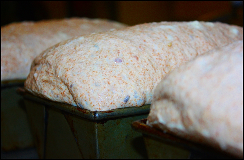 Fourteen Bean, Grain, and Legume Bread (a meal in every slice)