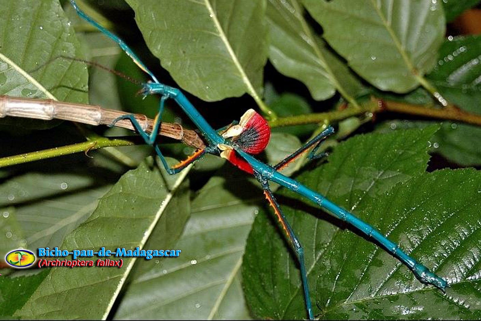 Zoologia: Bicho-pau-de-Madagascar (Achrioptera fallax)