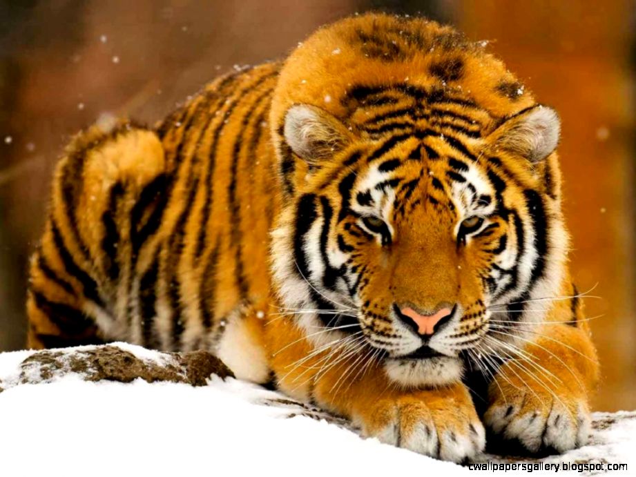 Tiger Wallpaper High Resolution | Wallpapers Gallery