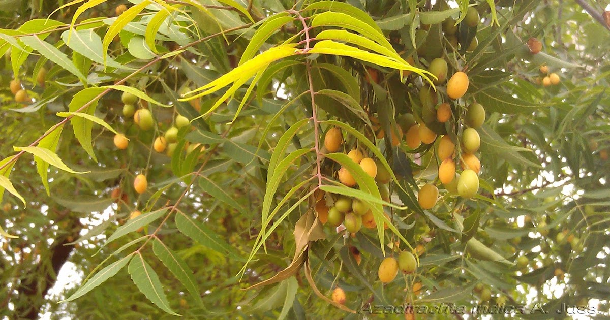 Medicinal Plants: Azadirachta indica Neem Vepa Nimba Vembu
