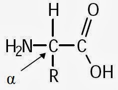 Pengertian Protein, Contoh, Struktur, Sifat, Bentuk, Jenis, Fungsi ...