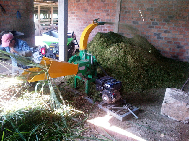 NOTIPIÑASTV: Proceso de ensilaje alternativa para la escasez de pasto ...