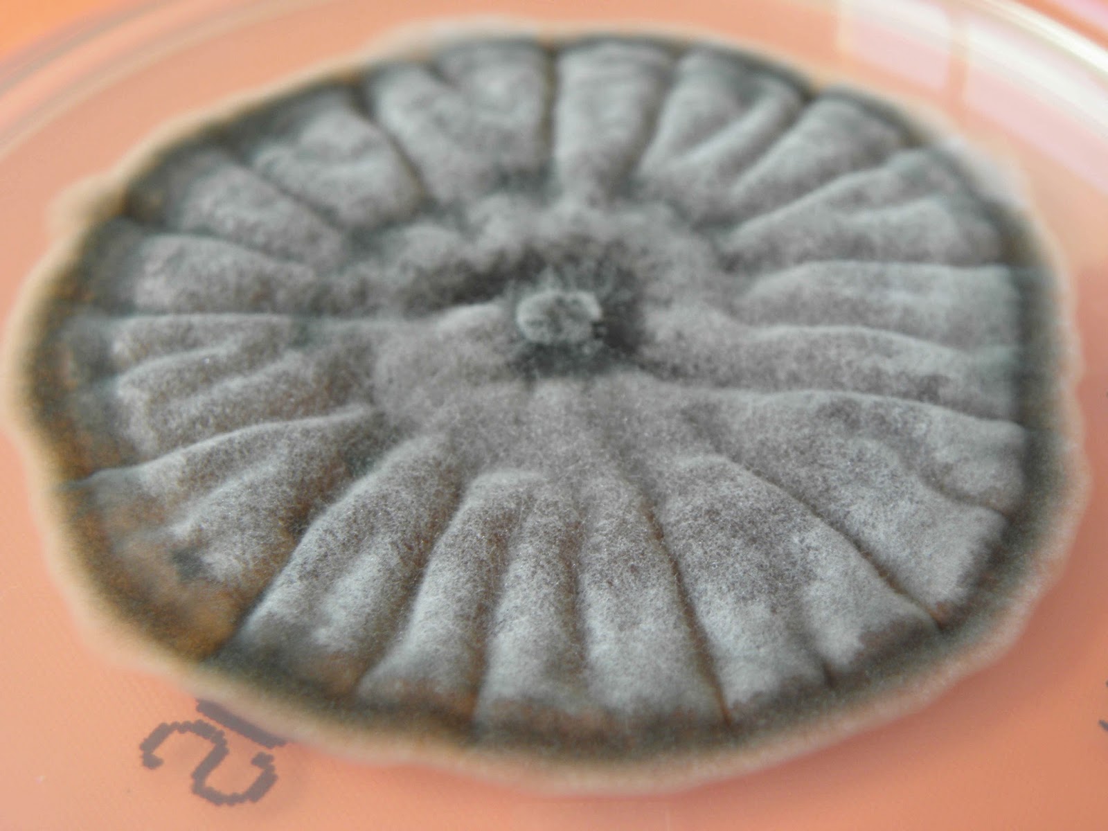 ATLAS MICOLOGIA: EXSEROHILUM ROSTRATUM