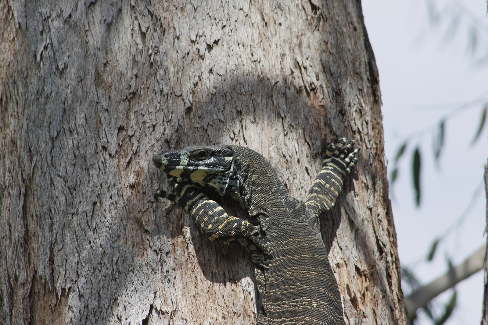 I am a liminal being: A GOANNA COMES TO VISIT