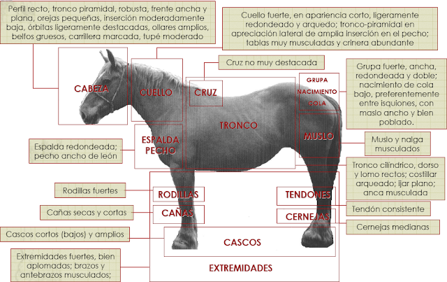 Asociación Española de Fomento del Caballo Hispano-Bretón: Morfología