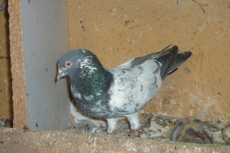 Golden Kabootar | Tiger Pigeons | Hammad Lodhi | 0300-4635788 ~ Pigeons Photos | Pigeons Care ...
