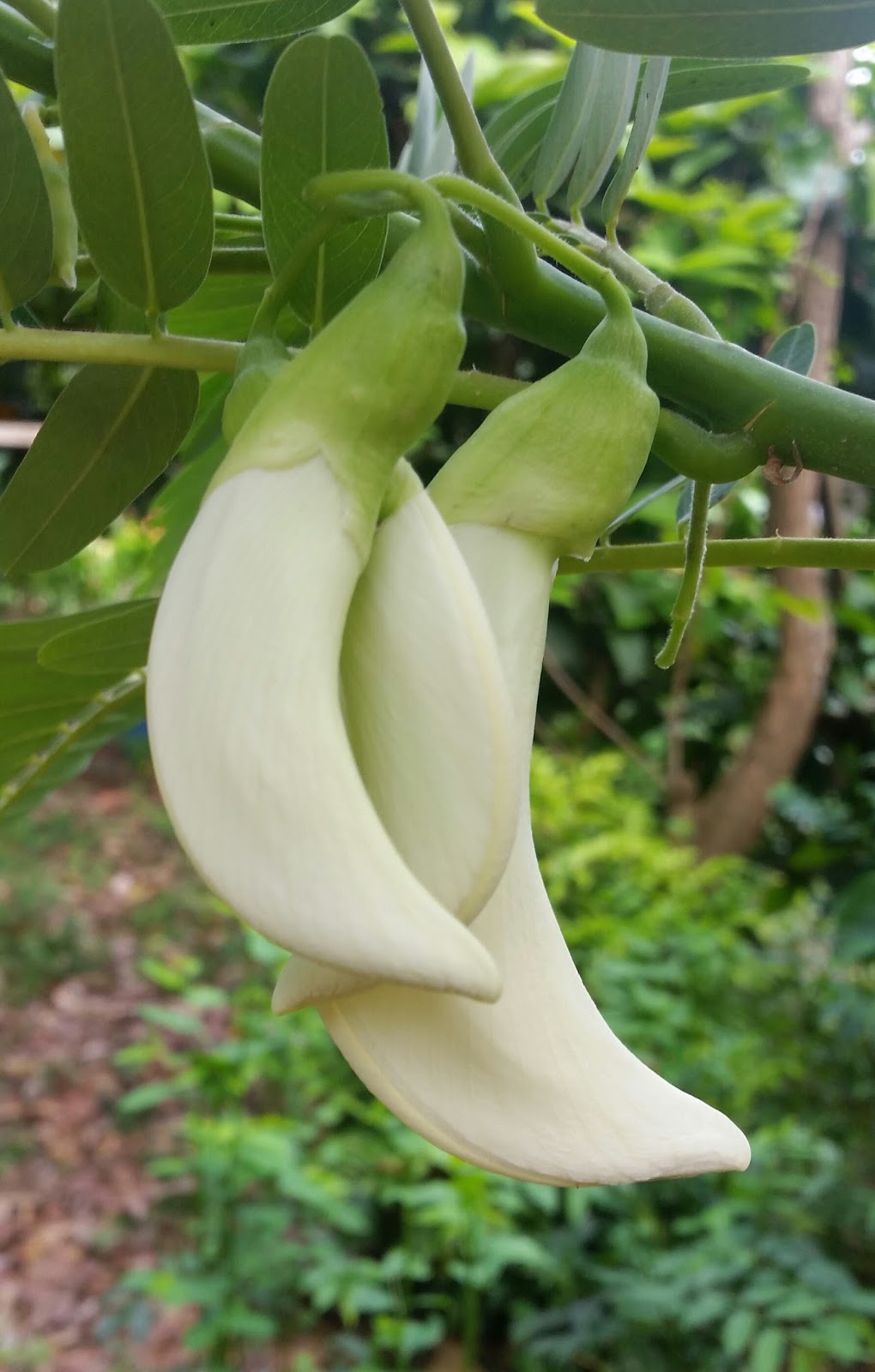 Warisan Petani: WW 15 : Bunga Pokok Turi