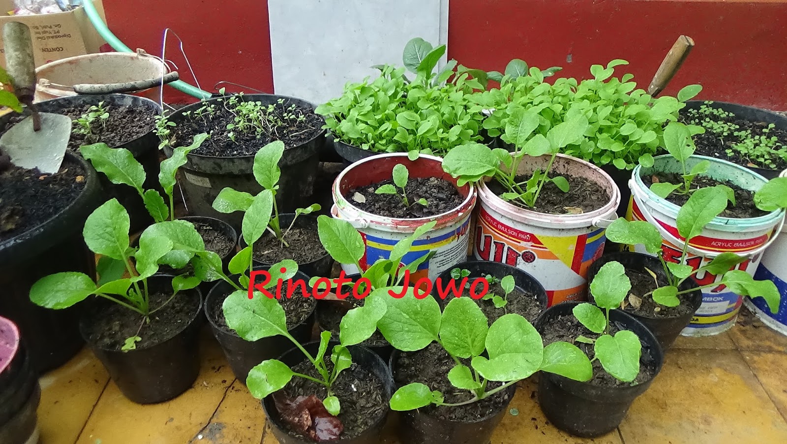 Budidaya Sayuran Organik Sistem Bedengan di Pekarangan Rumah | Rinoto Jowo