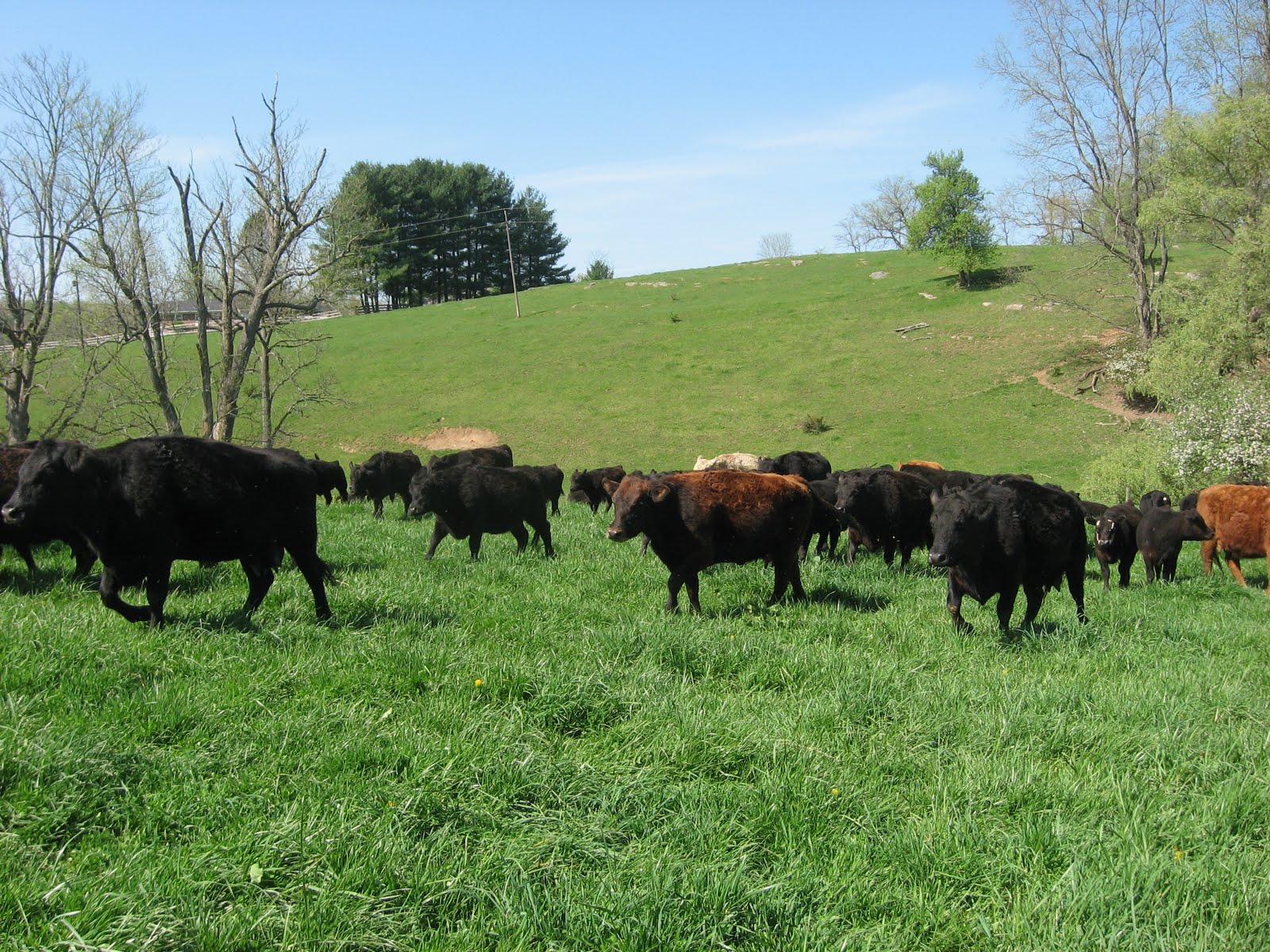 4R Ranch: Cattle Working