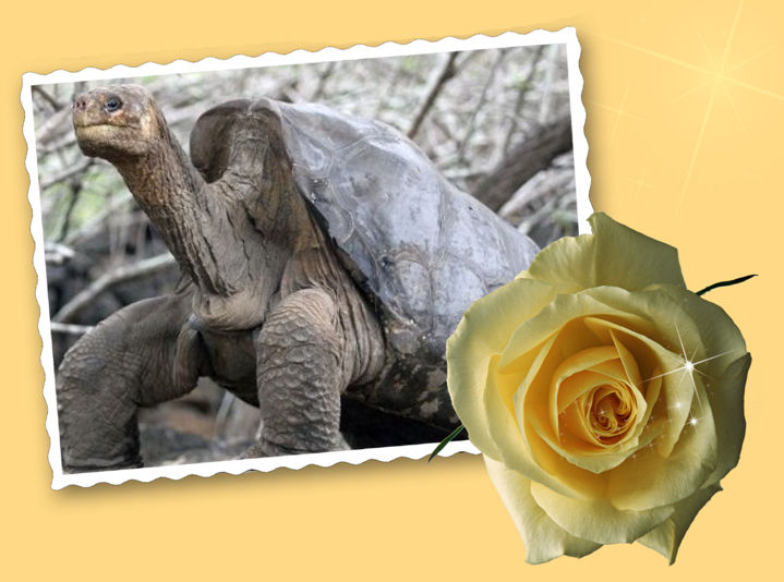 .En el Ultimo Lugar del Mundo: LA ULTIMA DE SU ESPECIE