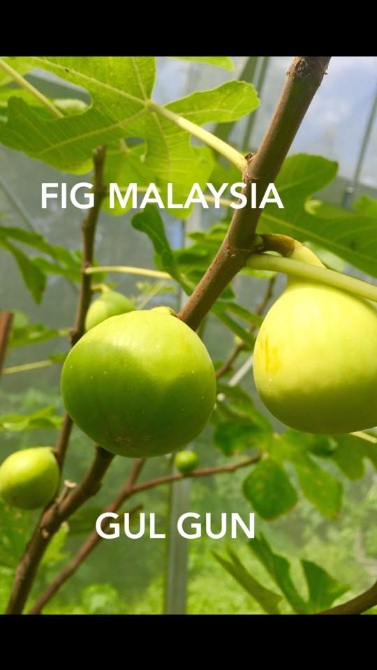 Gulgun (gul gun) Fig - Var Tin