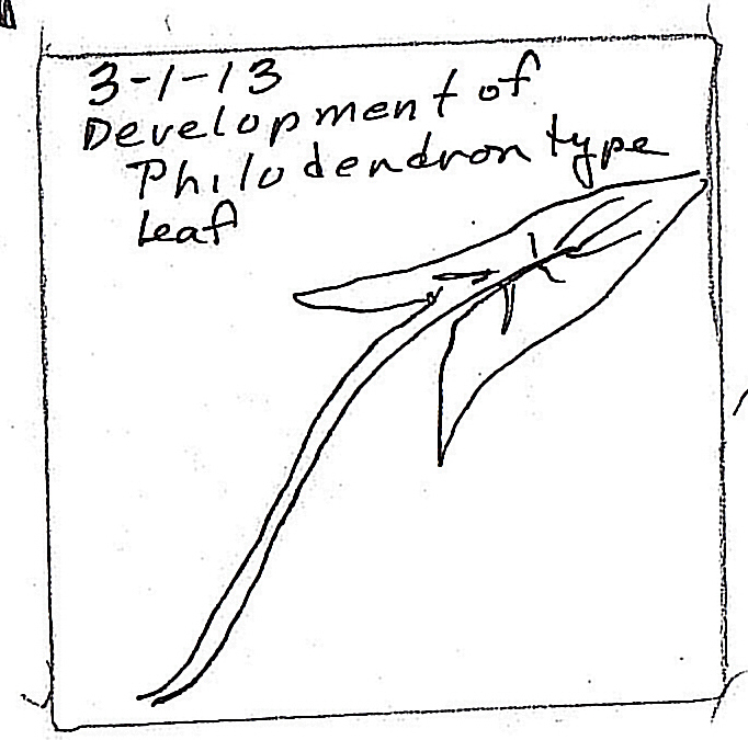 The Mooka Maven: EVOLUTION OF MY MOOKAS Part 3: Mooka leaves