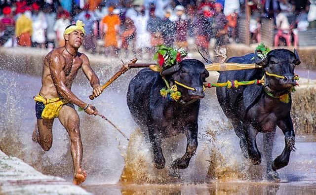 SPORTS IN INDIA INVOLVING ANIMALS