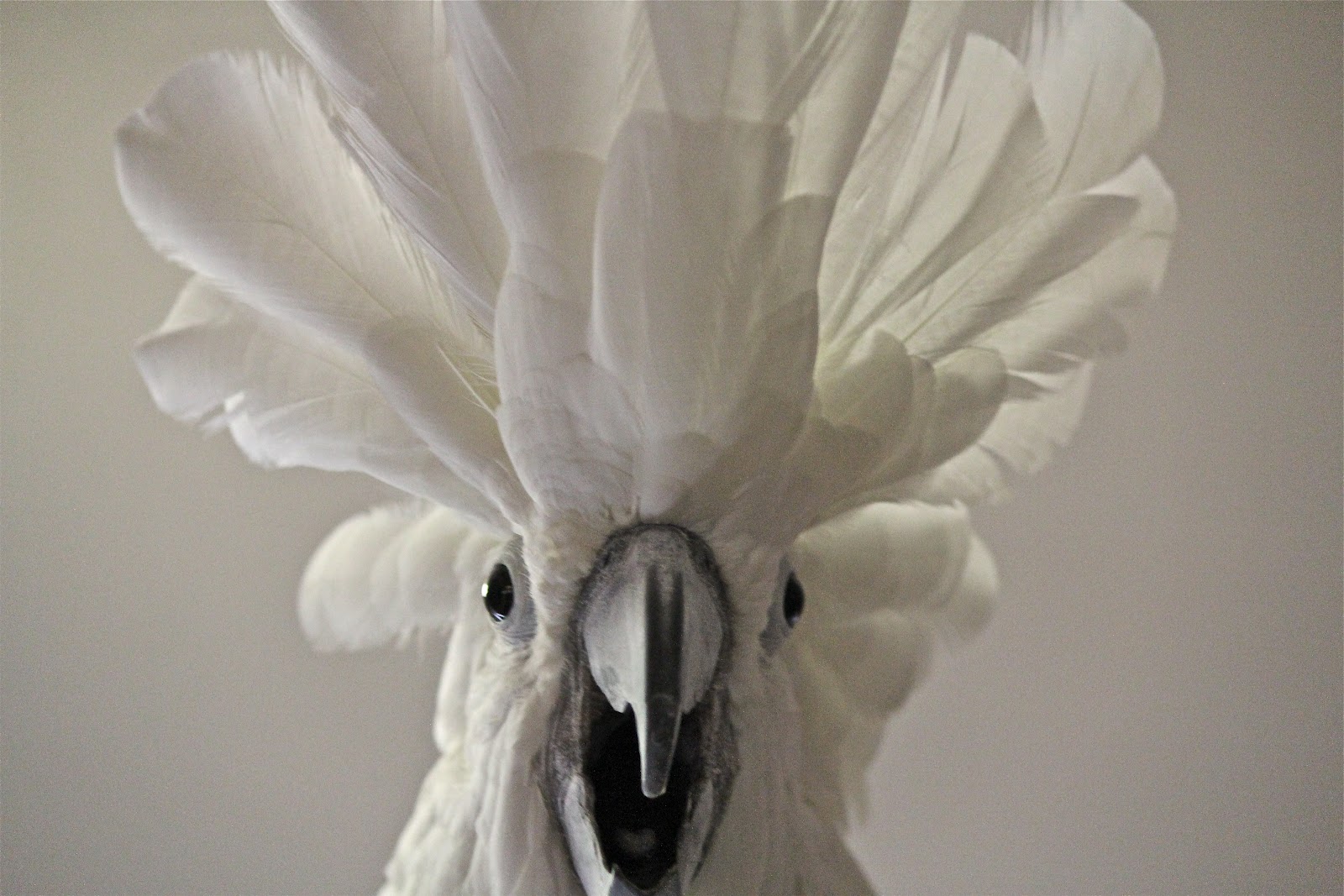 Crazy & Crooked: I photographed a Cockatoo and lived to tell the story