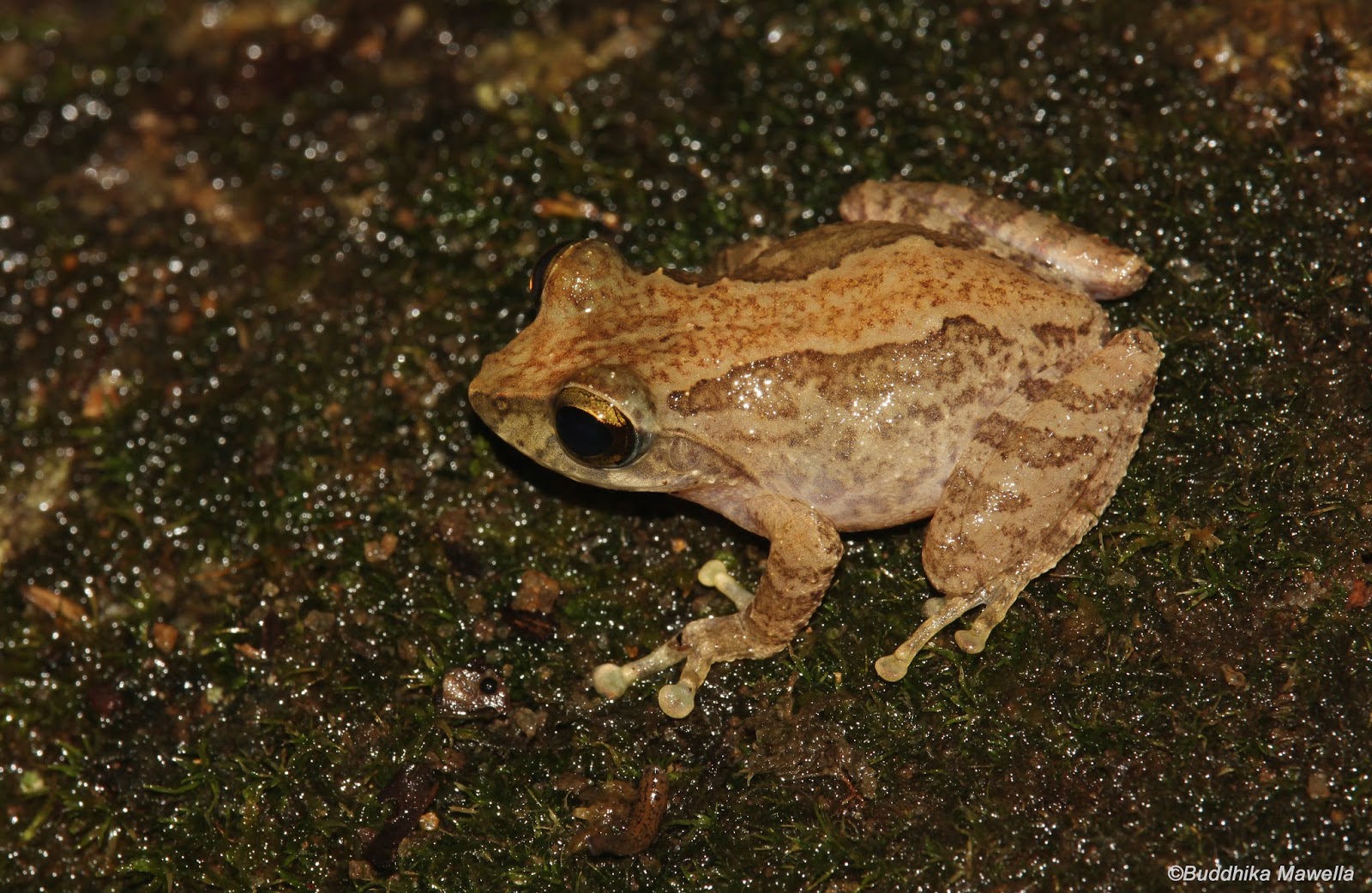 Lanka Nature Summary: Knuckles Shrub Frog (Pseudophilautus fulvus)