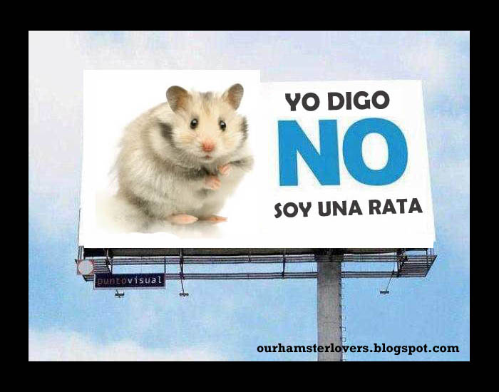 Our Hamster Lovers- Hamsters! Hamster!: MEMES HAMSTER!