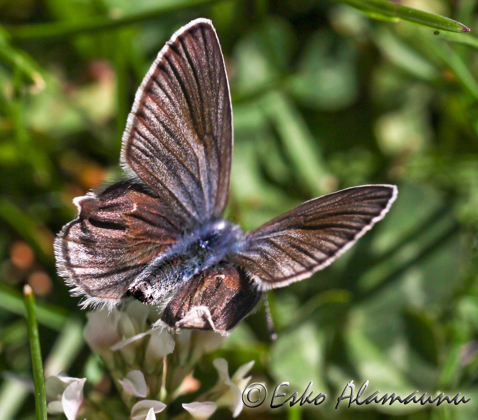 Eko-Kuvia: Muutama 'Perhonen...'