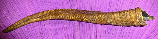 Joy's Journey: Creating My Shofar