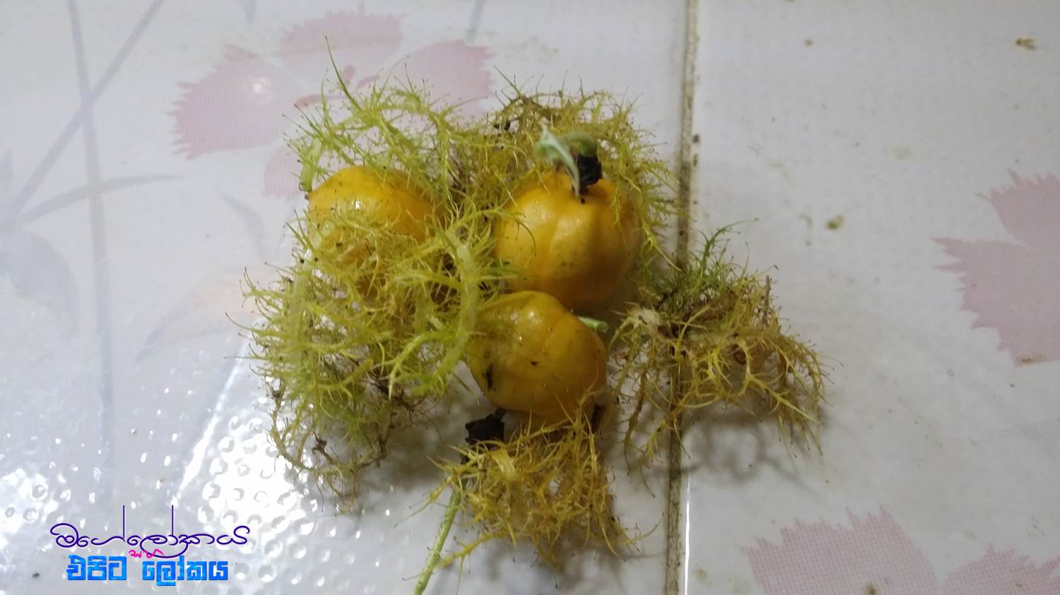 My World & Beyond World - මගේ ලෝකය හා එපිට ලෝකය : 'පඩයක්' තරම්වත් ගණන් ...