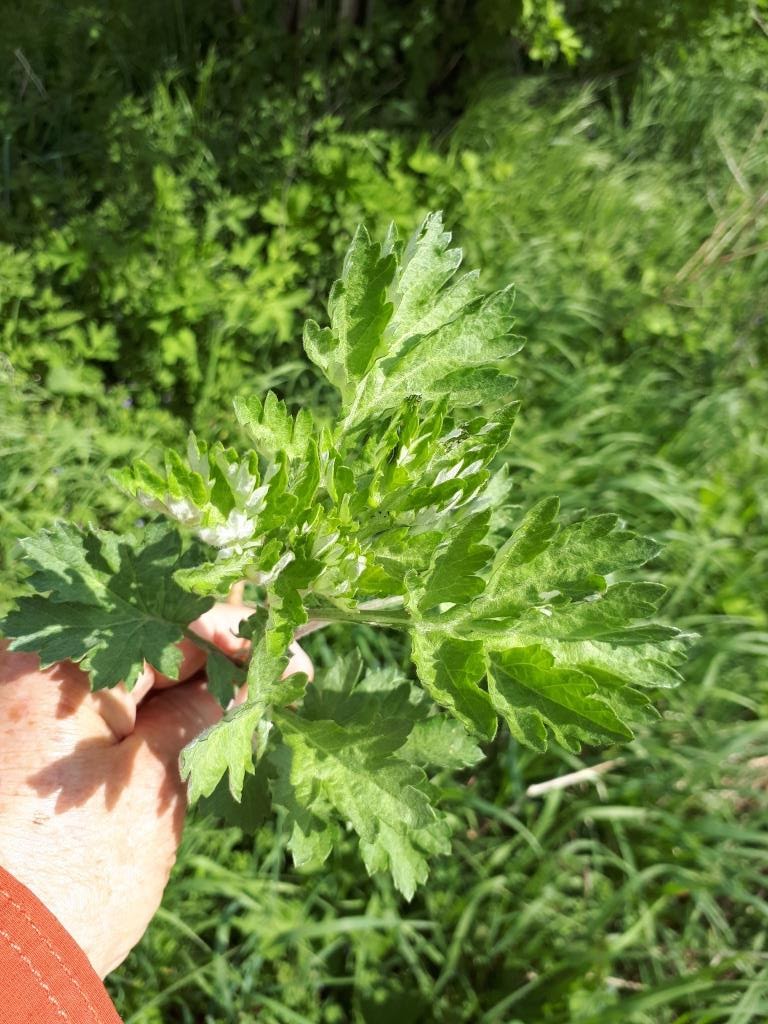 l'Armoise commune - Nature et complicités