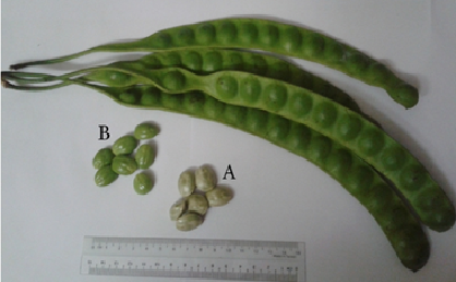 Herba & Tumbuhan: PETAI