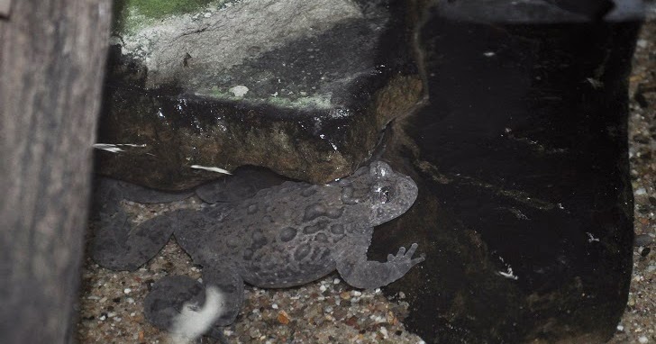 ZOOTOGRAFIANDO (6.100 ANIMALS): SAPILLO DE VIENTRE DE FUEGO GIGANTE ...