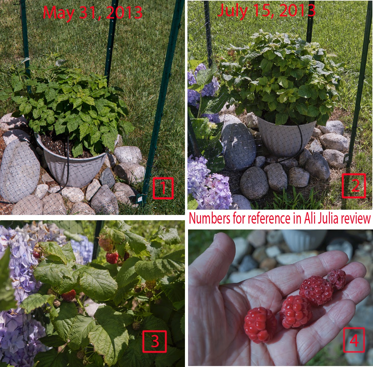 Raspberry Shortcake Plant