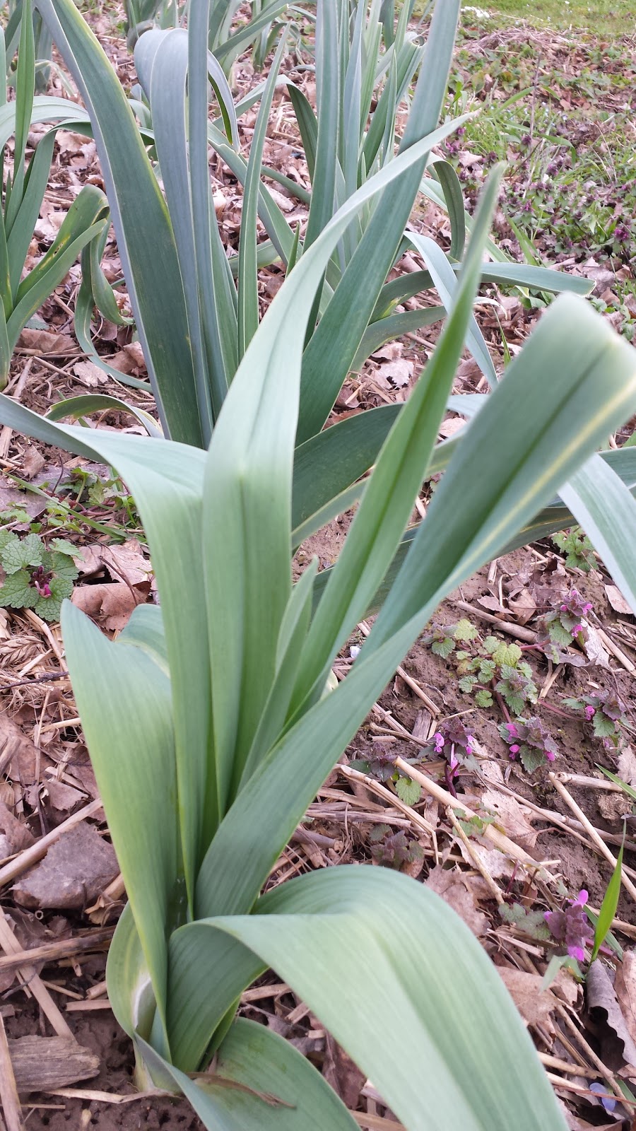 Uzgoj poriluka u organskom vrtu