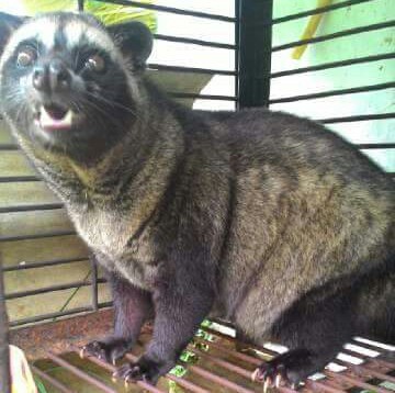 Memangkur Gigi Musang Pandan Sendiri Dengan Mudah