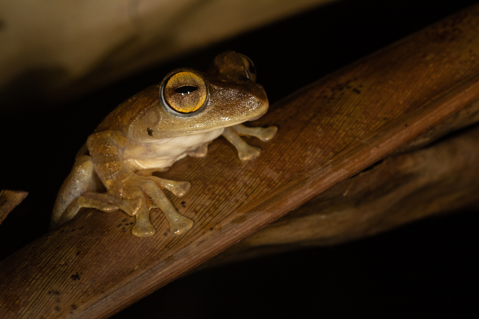 Stuart Marsden's Conservation Research Group