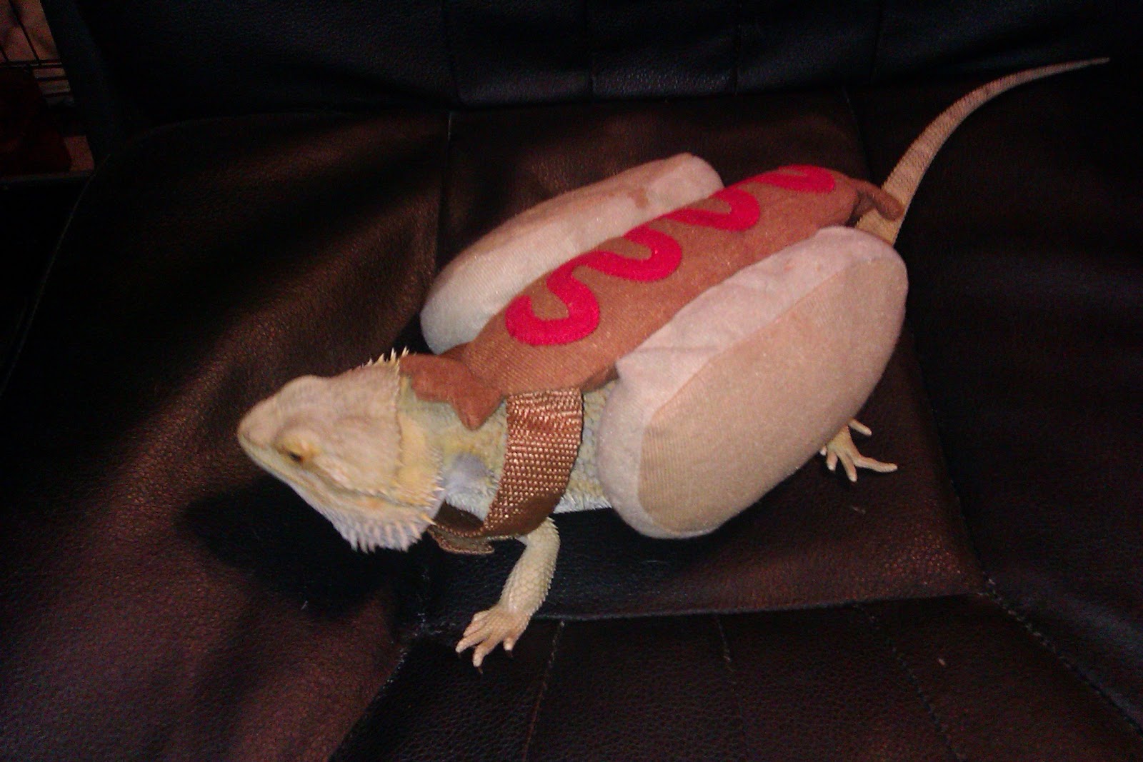 Princess Butters & McFly - Bearded Dragons