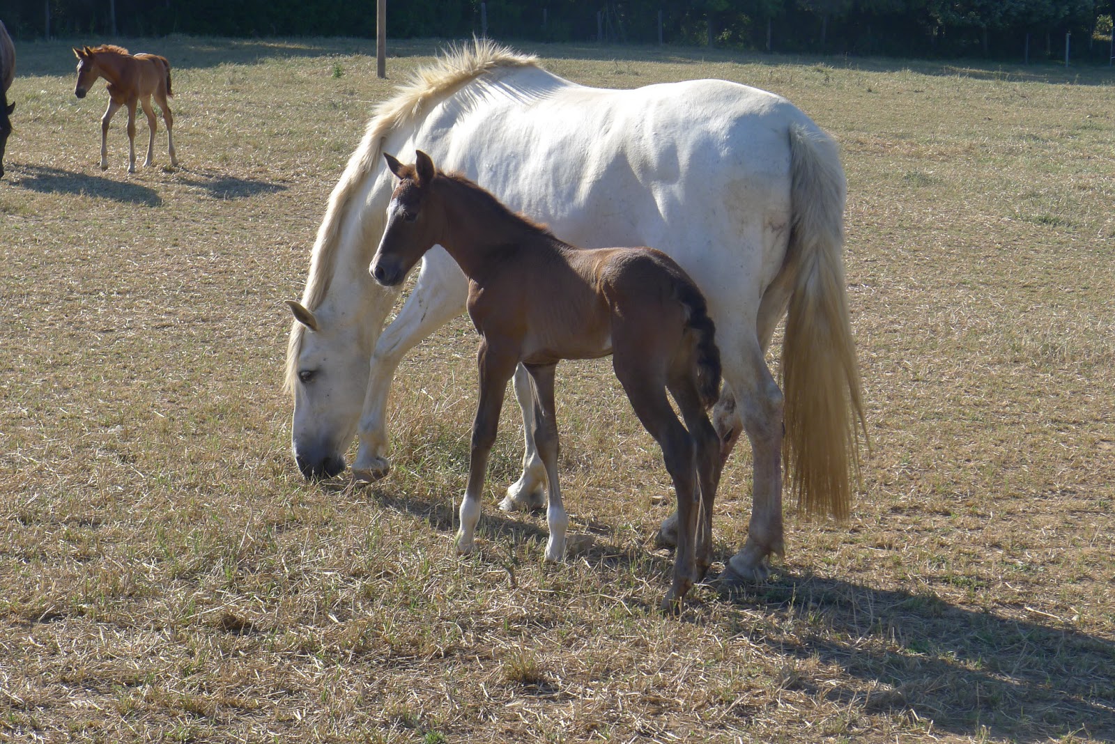 el blog d'en joan vilardell: Ha nascut un poltre