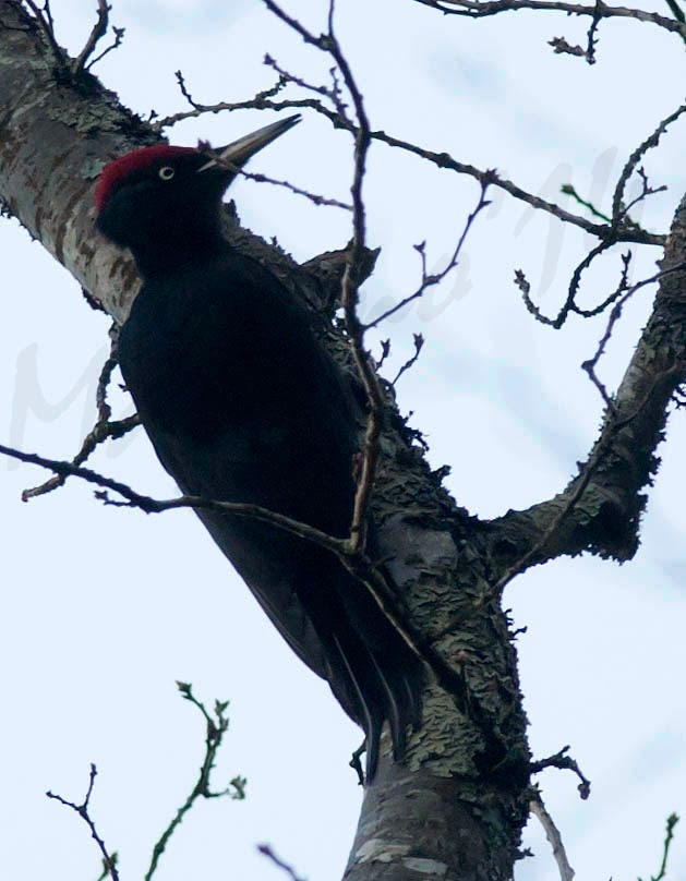 EL BICHU'Gormeján: Pito negro: una pasión
