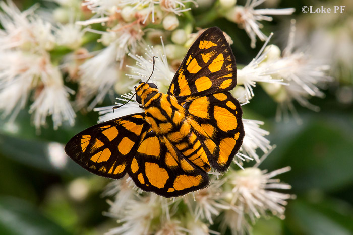 Butterflies of Singapore: Favourite Nectaring Plants #15