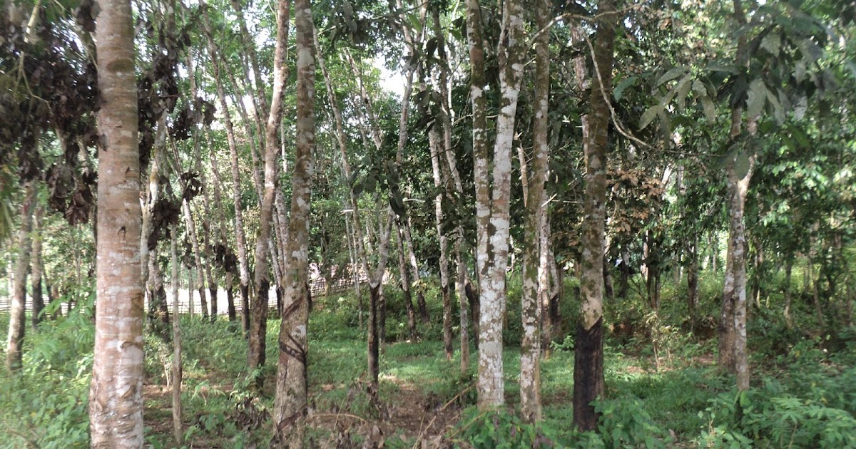 HUTAN NUNUKAN: WANATANI KARET