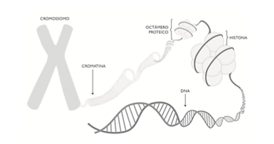 Genética e Biologia Molecular Virtual: 14. Epigenética aplicada a saúde