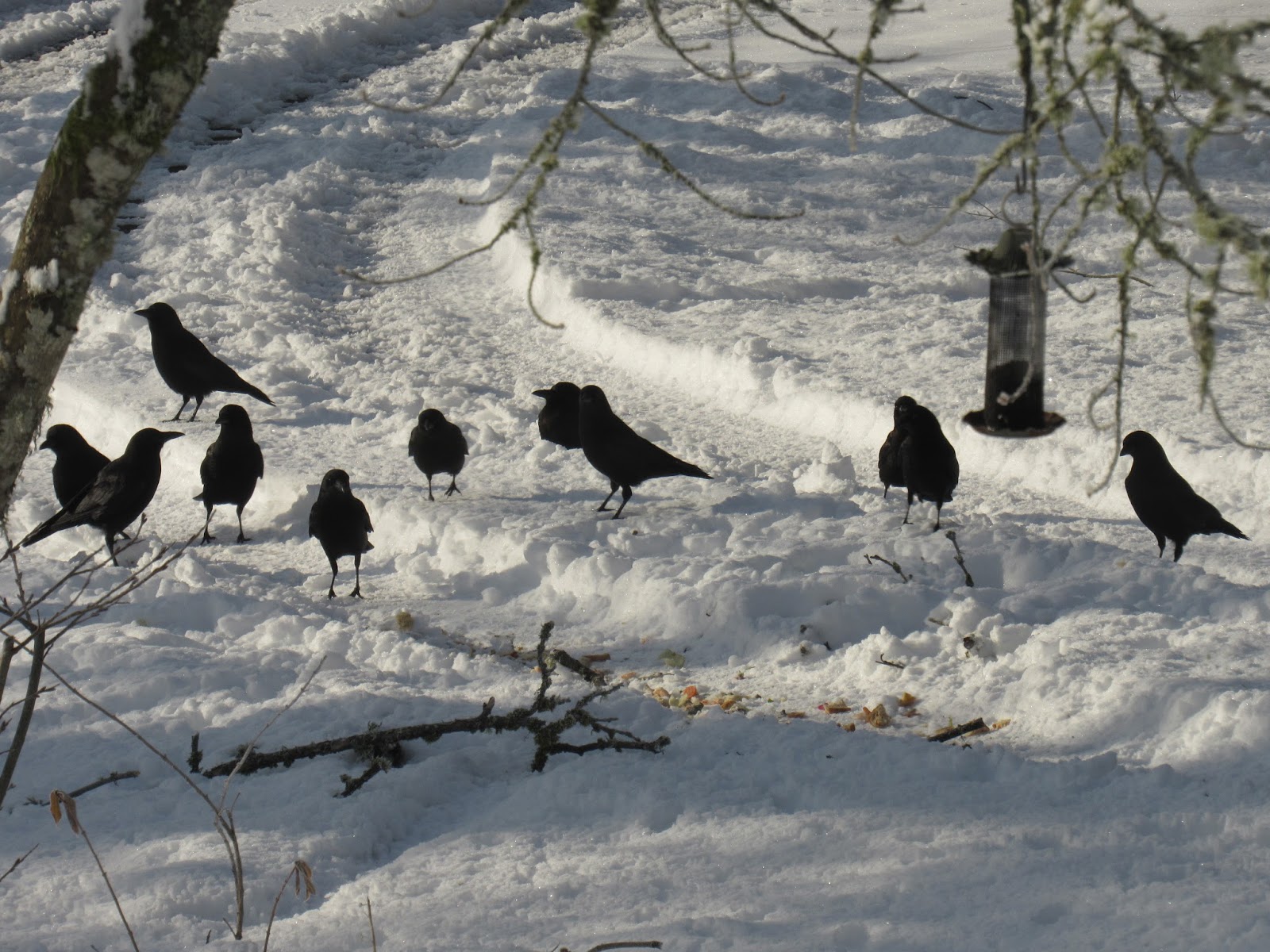 Winter Birds