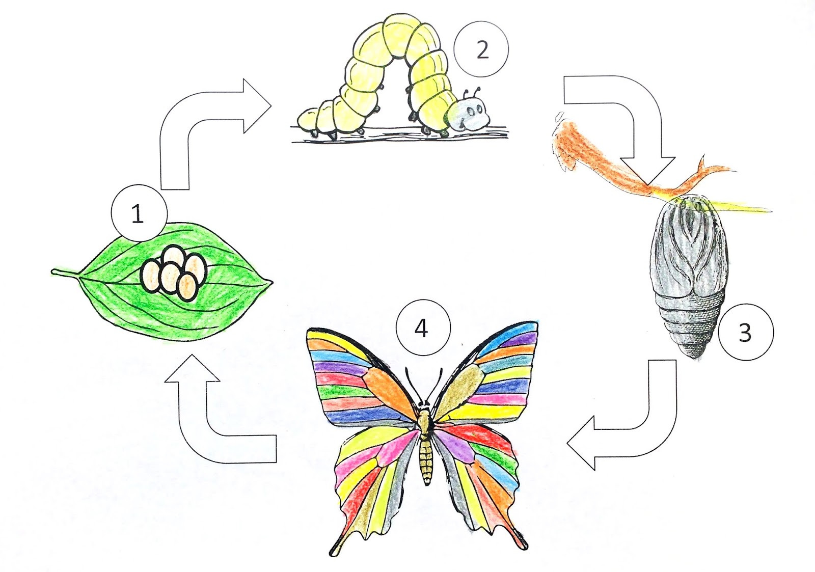 Curiozități din lumea necuvântătoarelor: Cum ia ființă un fluture ...