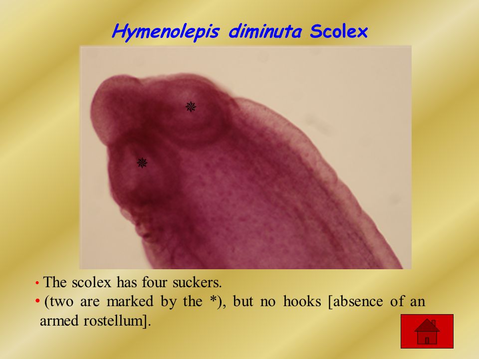 Hymenolepis Diminuta Scolex