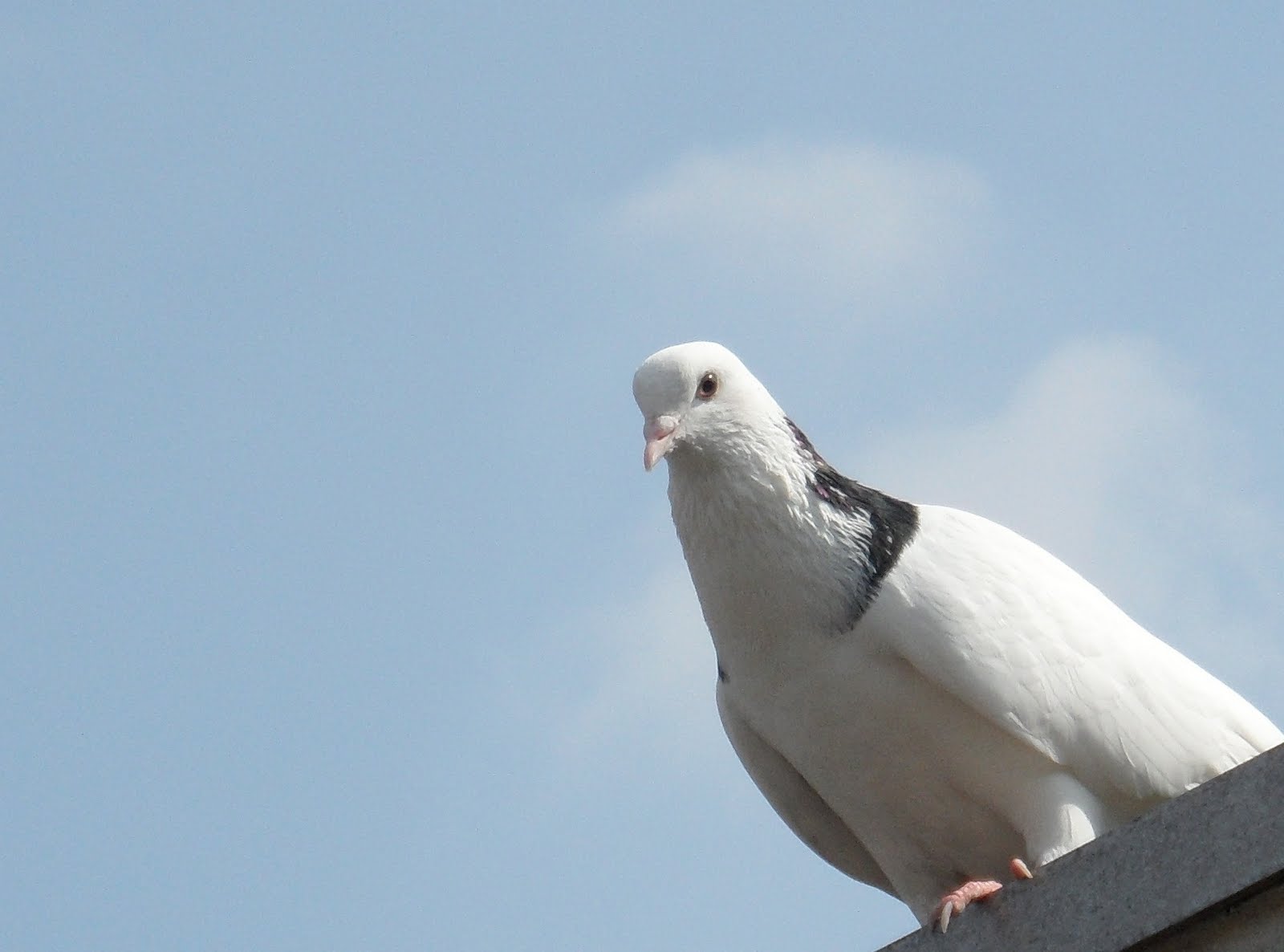 Ontdekking van Groningen: Duif