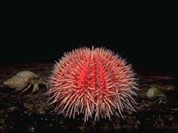 Basic Concept of Invertebrate Zoology Knowledge: Classification of ...