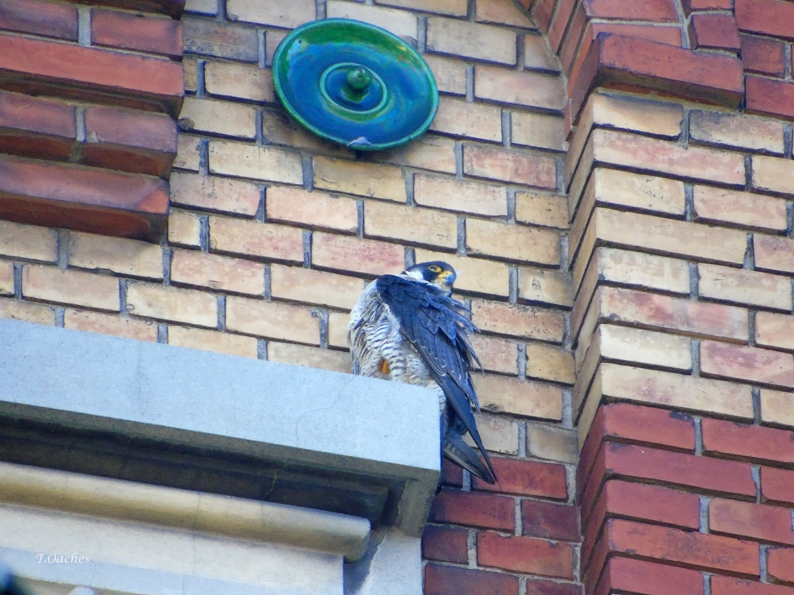 PASARI DIN ROMANIA: SOIM CALATOR, Falco peregrinus