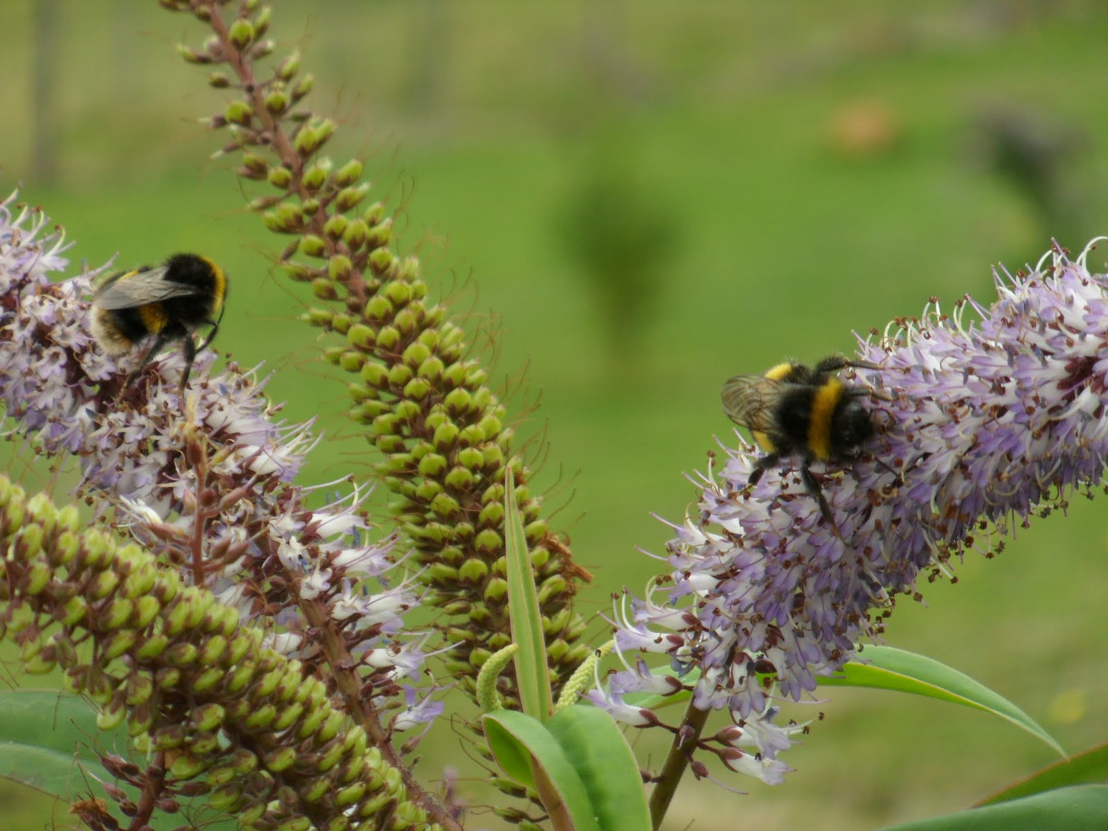 Huon View: Fluffy bees