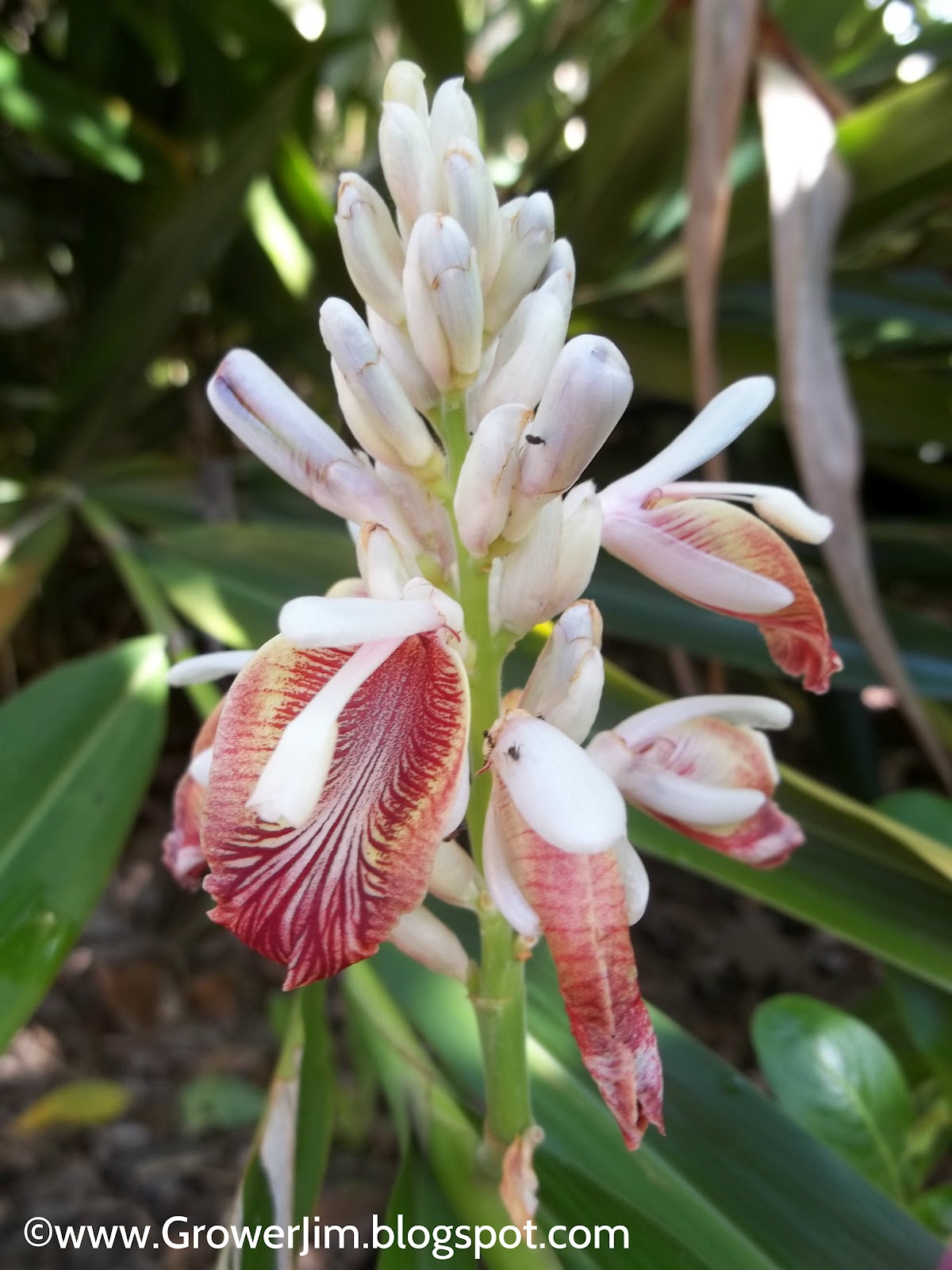 Garden Adventures: Alpinia calcarata