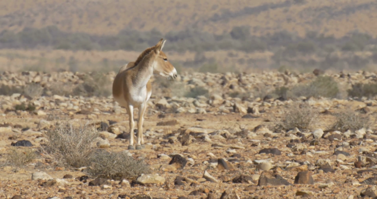 Especial Navidad. Los animales de Palestina.