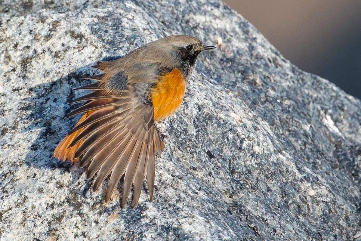 Wildlife Diaries: Eastern Black Redstart at Skinningrove 31st October