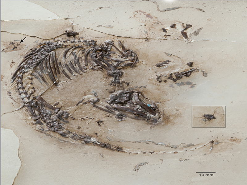 Primeval Online - Őslénytani Blog: Spinolestes - A Kréta időszak tüskés ...