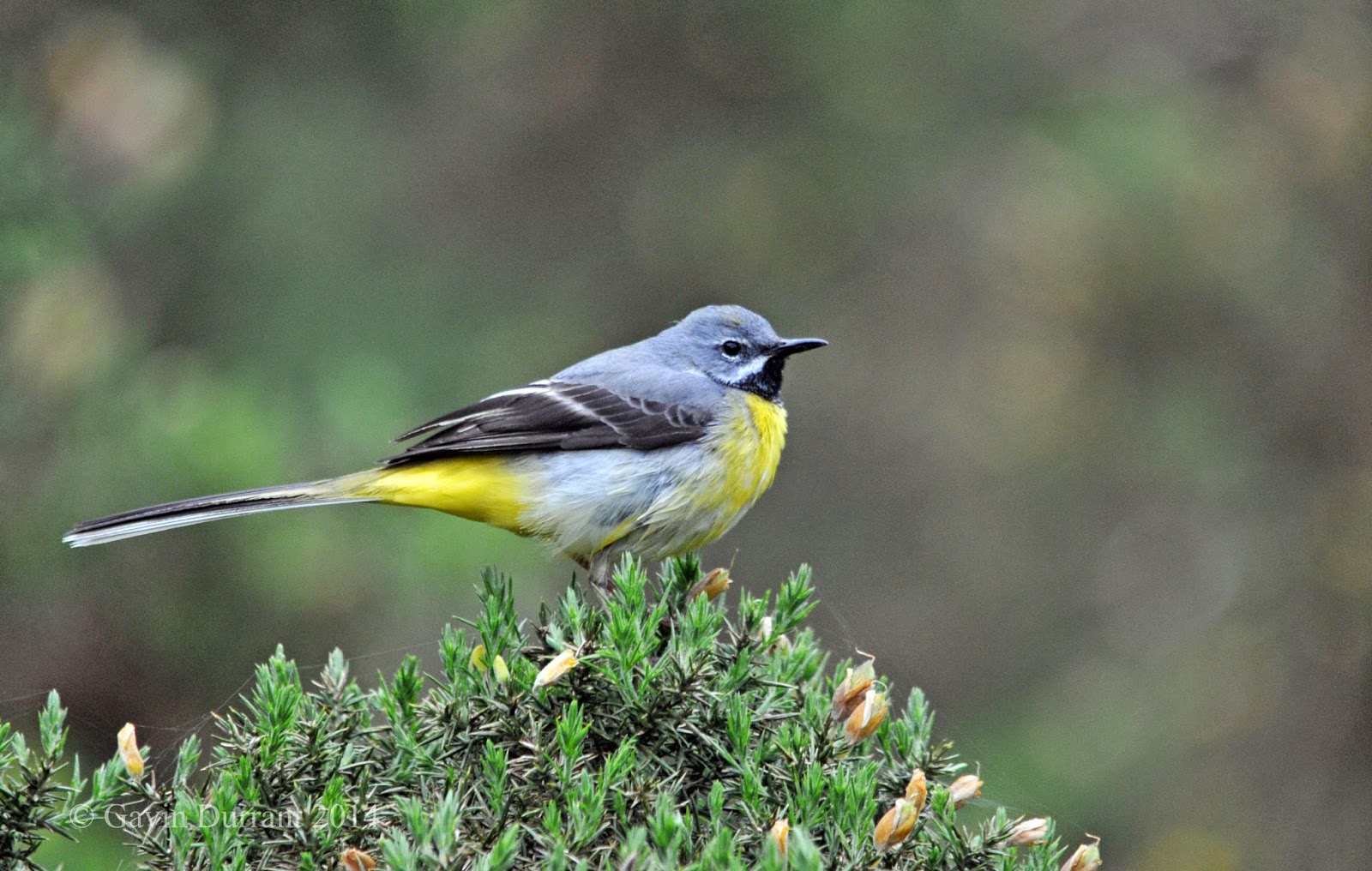 WAVENEY WANDERINGS: A FEW BIRD SHOTS FROM THE LAKE DISTRICT